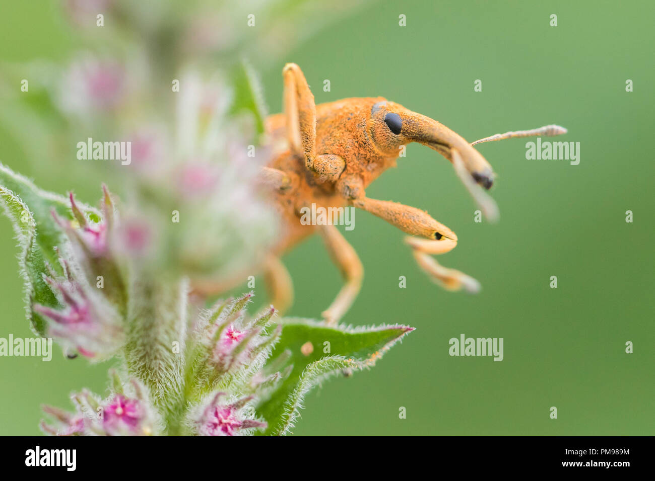Pulverulentus hi-res stock photography and images - Alamy