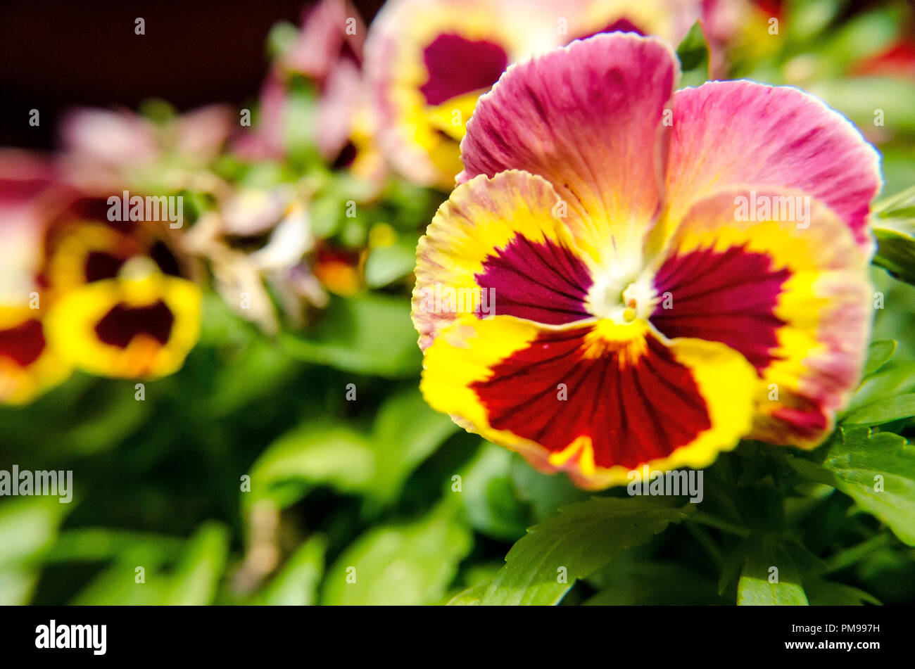 View of a Flower Growing in a Green Garden in Seattle, Washington, USA ...