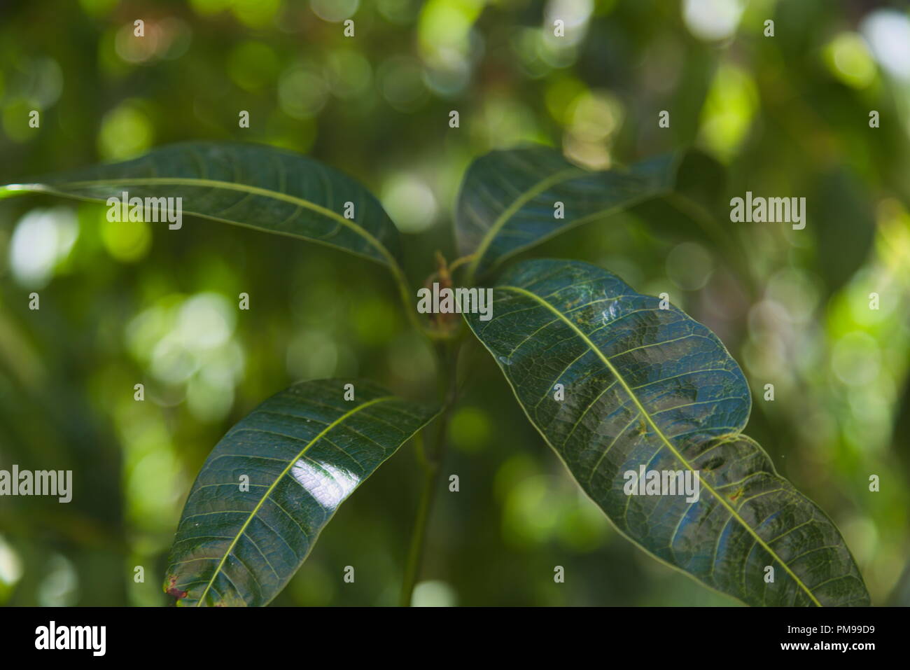 Mango Tree High Resolution Stock Photography and Images - Alamy