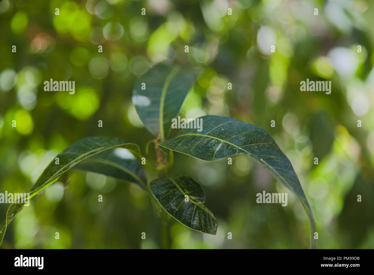 Mango plant leaf hi-res stock photography and images - Alamy