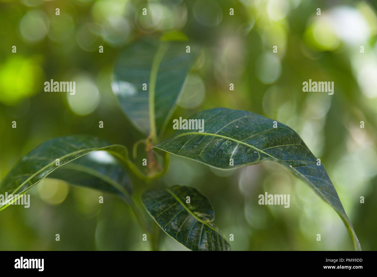 Mango Tree High Resolution Stock Photography and Images - Alamy