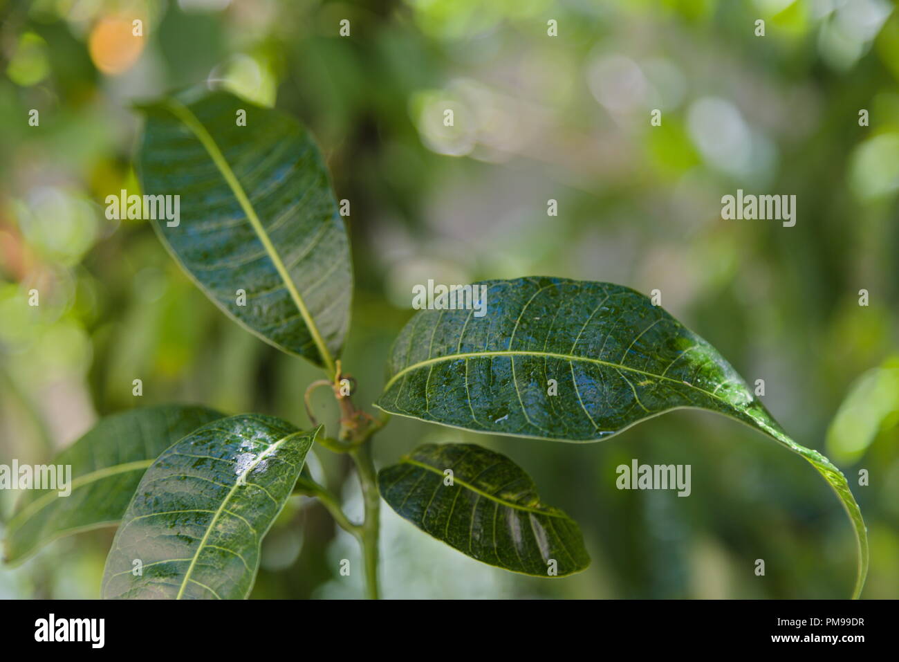 Alphonso mango leaf hi-res stock photography and images - Alamy
