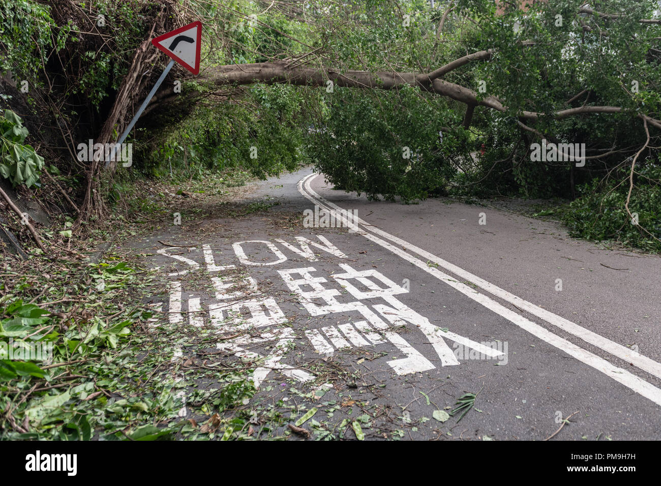 Hong kong typhoon tree hi-res stock photography and images - Alamy