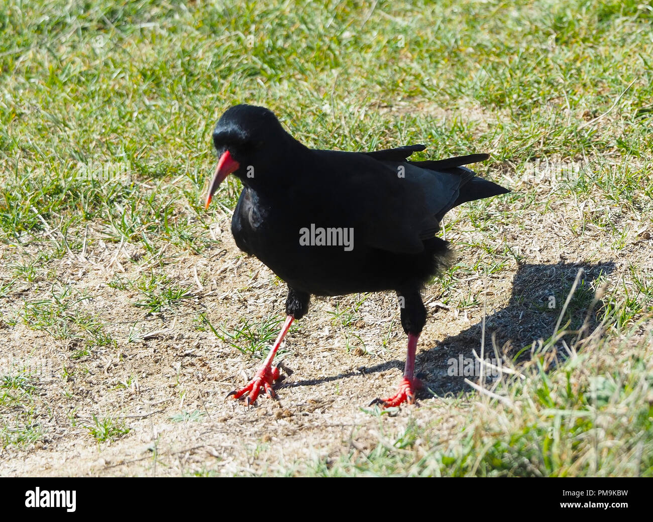 Cornish chough on coat of arms hi-res stock photography and images - Alamy