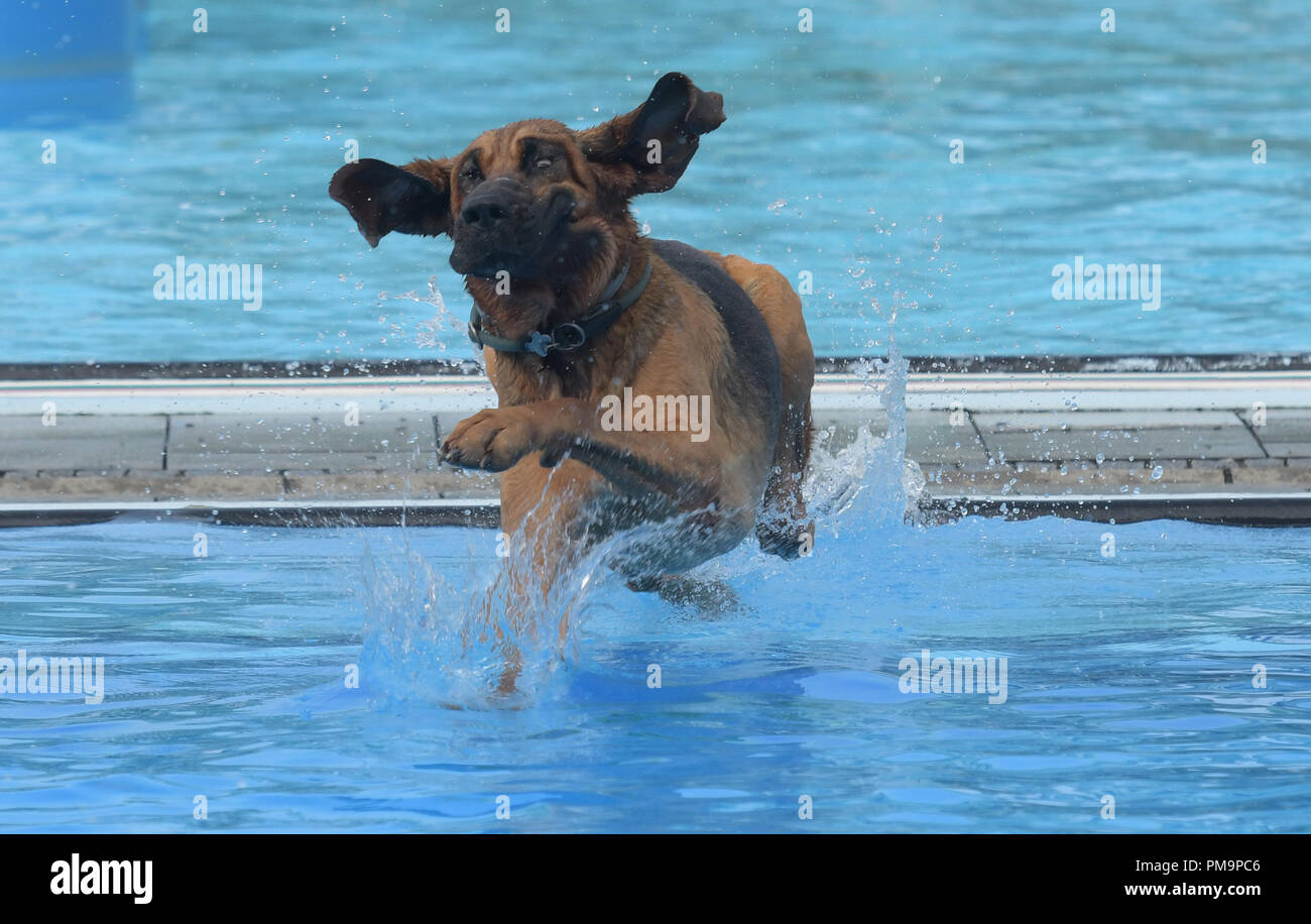Bloodhound in water hi-res stock photography and images - Alamy