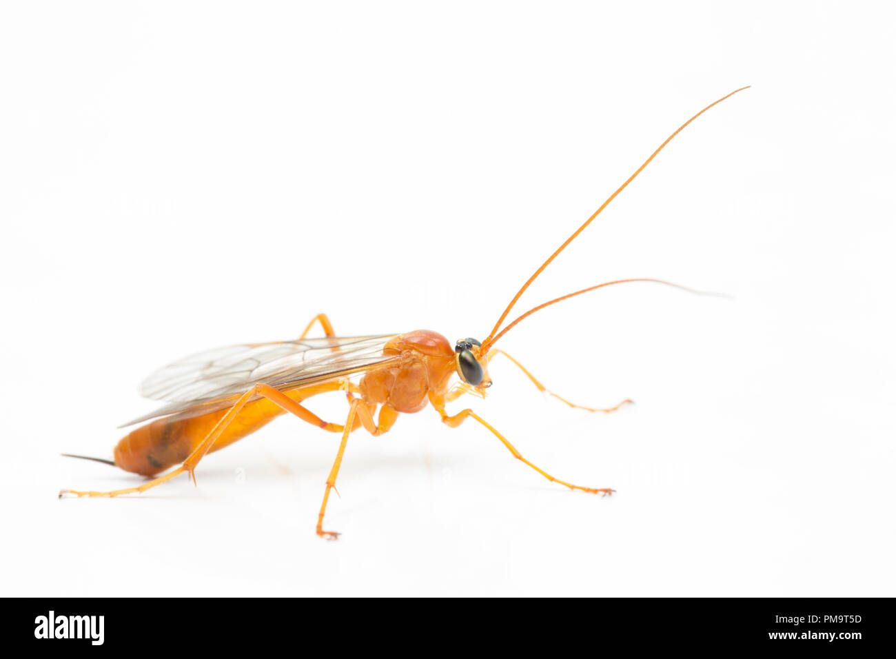 Ichneumon Fly Stock Photos & Ichneumon Fly Stock Images - Alamy