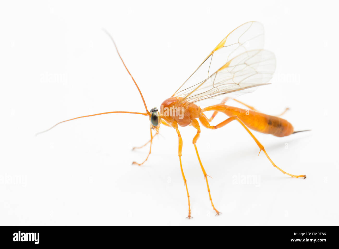 Ichneumon Fly Stock Photos & Ichneumon Fly Stock Images - Alamy