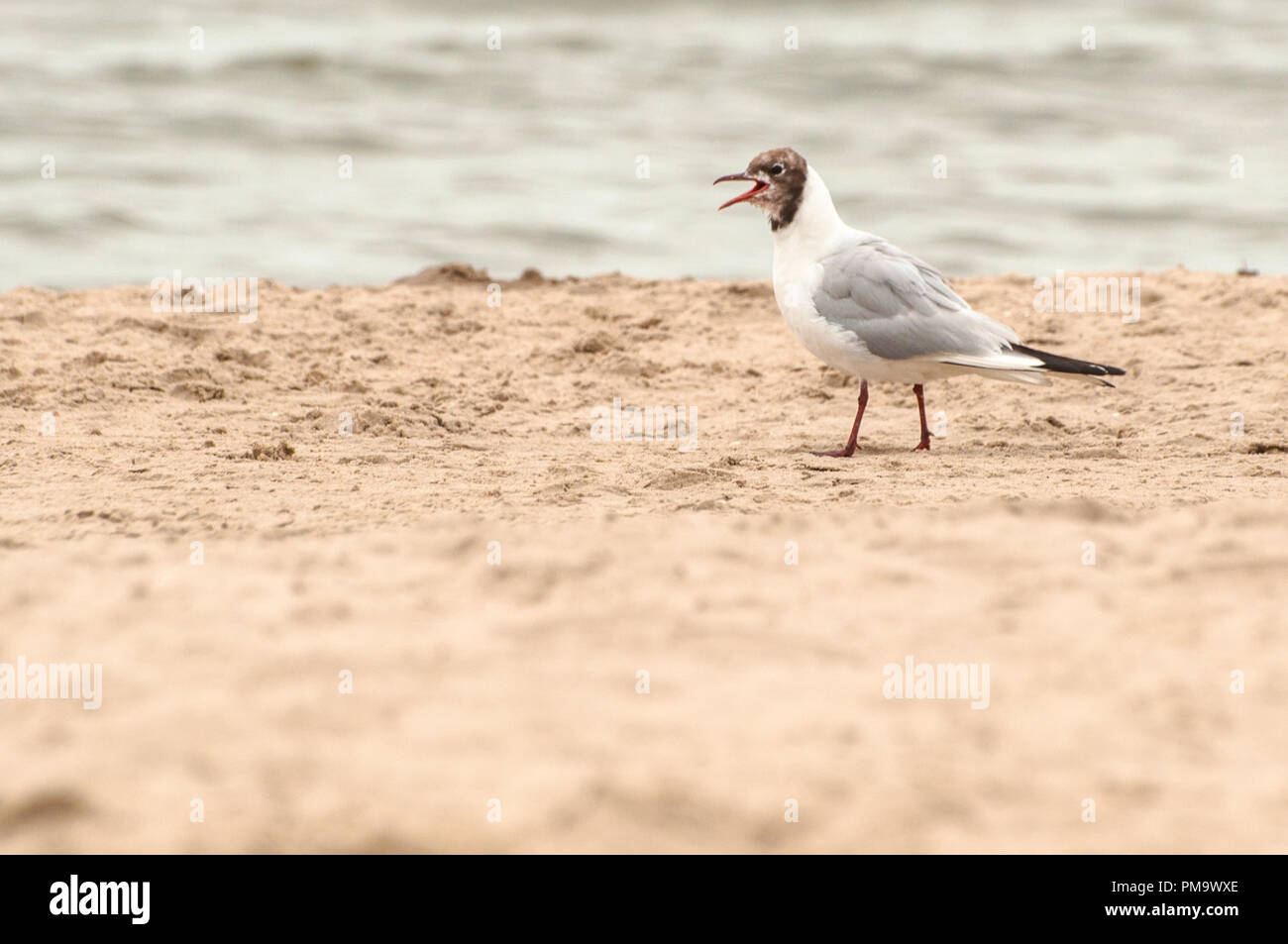 Seagull screaming while walking on the beach sand Stock Photo - Alamy