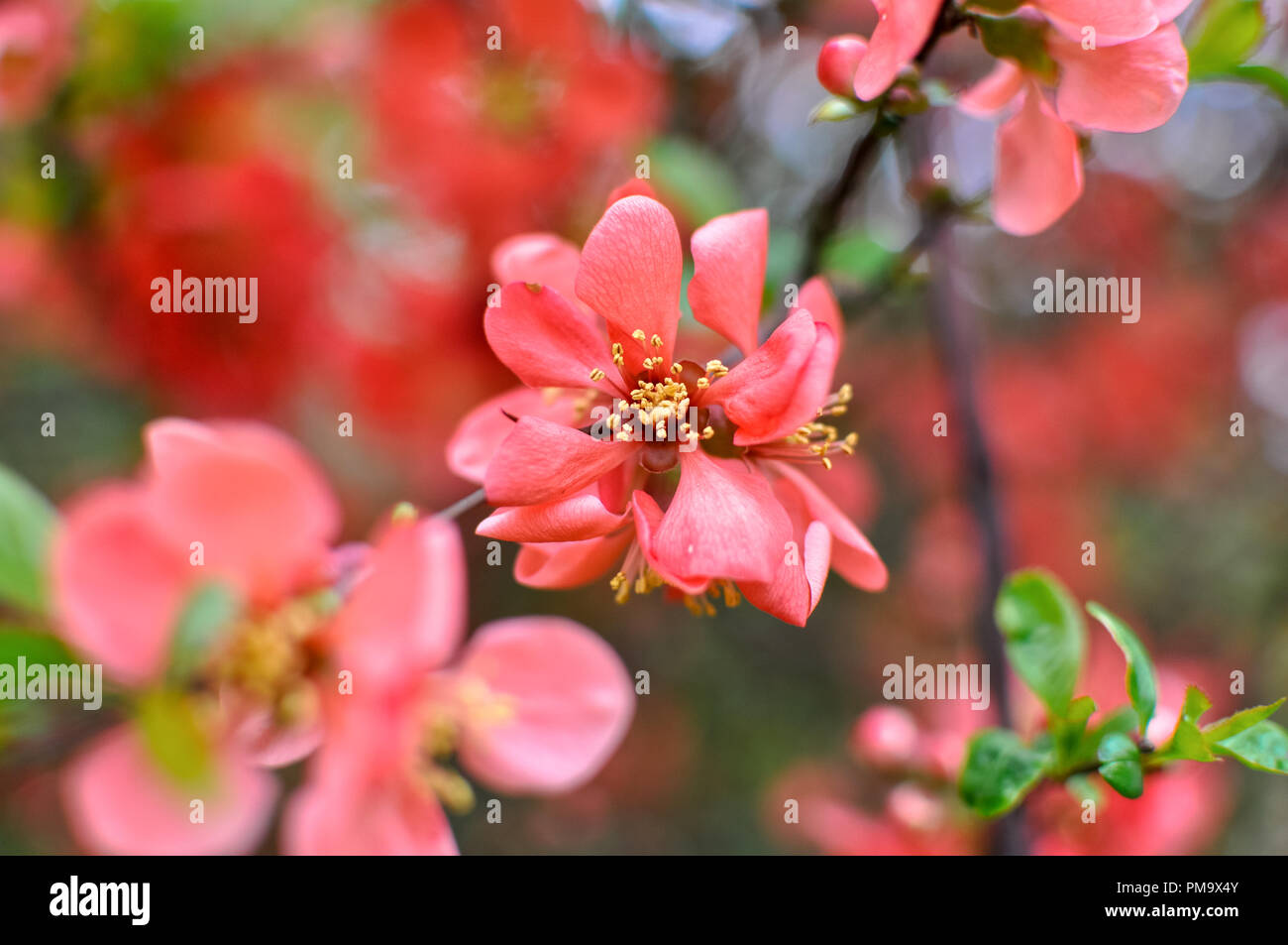 Wonderful sharp blooming flowers, in a red color, on a meadow Stock ...