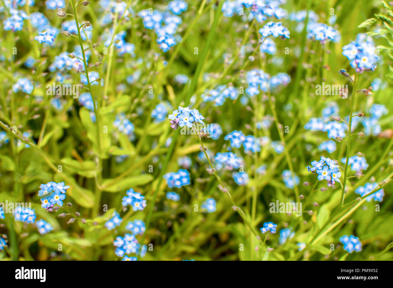 A meadow full of forget-me-not flowers Stock Photo - Alamy