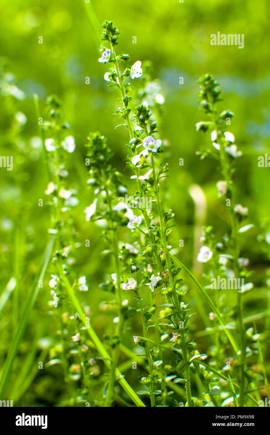 Meadow grass small garden hi-res stock photography and images - Alamy