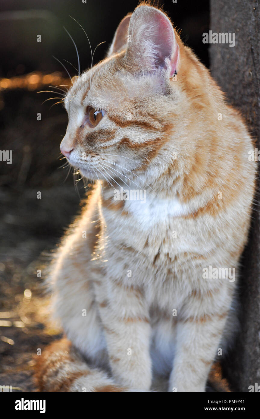 Cat Looking Left High Resolution Stock Photography and Images - Alamy