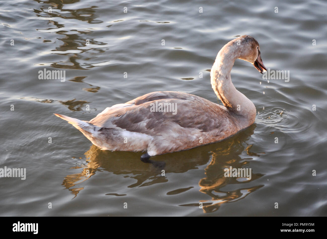 Swan swimming in water with droplets falling from its mouth Stock Photo ...