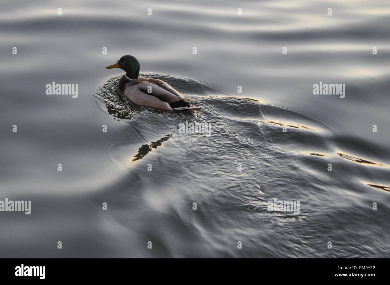 Duck swimming in water hi-res stock photography and images - Alamy