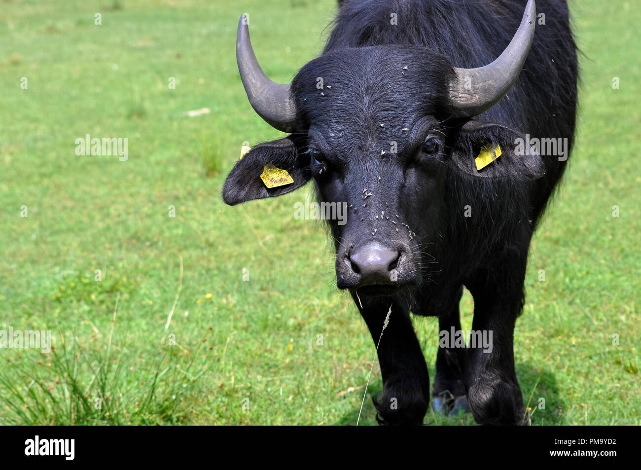 Aurochs hi-res stock photography and images - Alamy