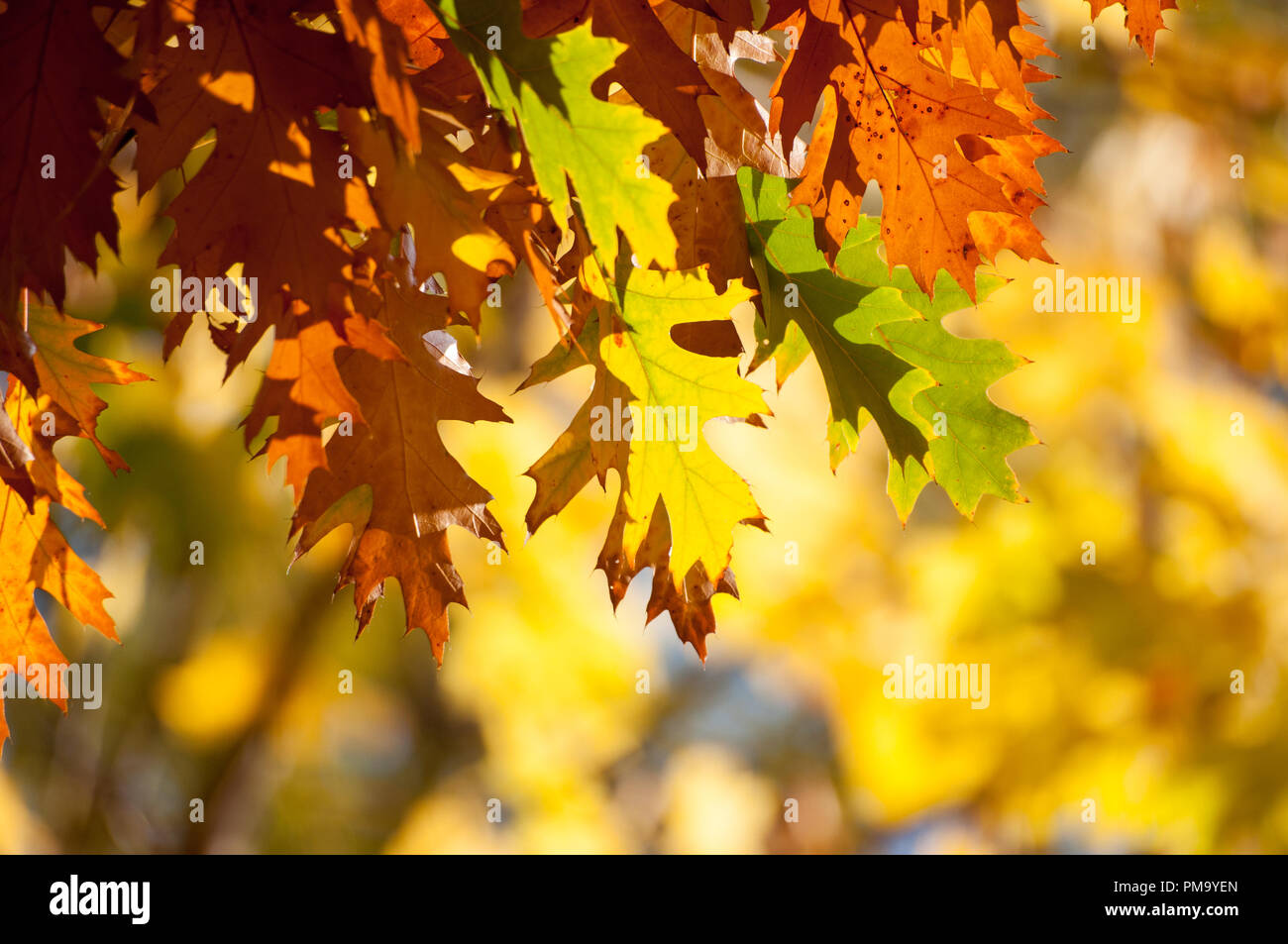 Maple Leaf Hanging From Tree High Resolution Stock Photography and ...