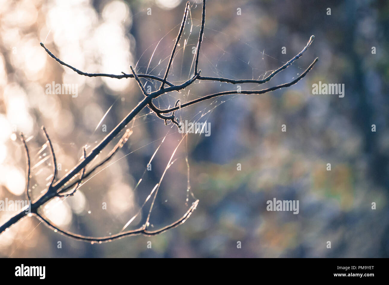 Tree branch covered with spider web Stock Photo - Alamy