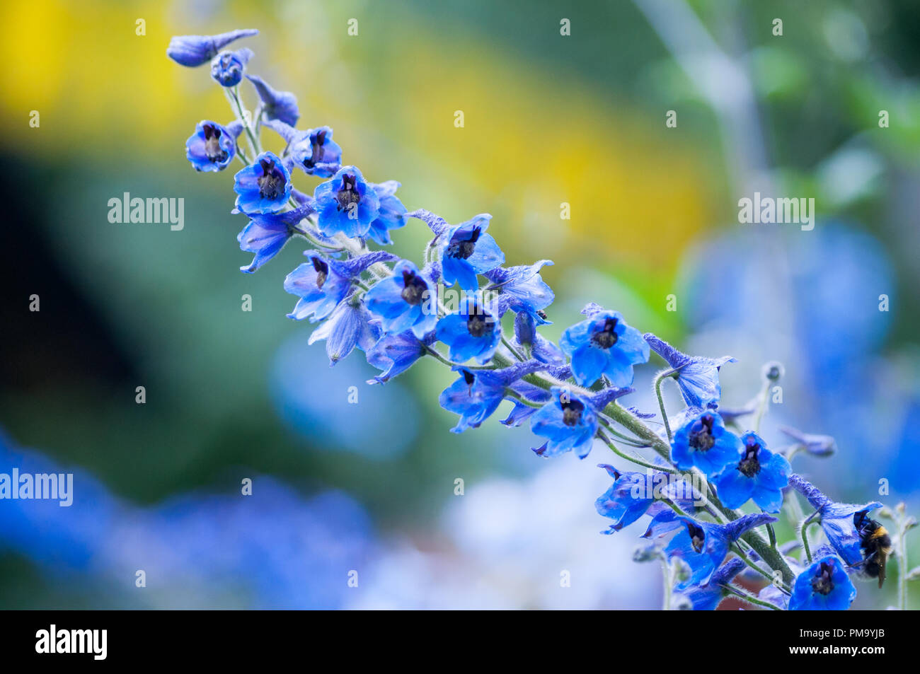 Bumblebee drinking nectar from blue wildflower Stock Photo - Alamy