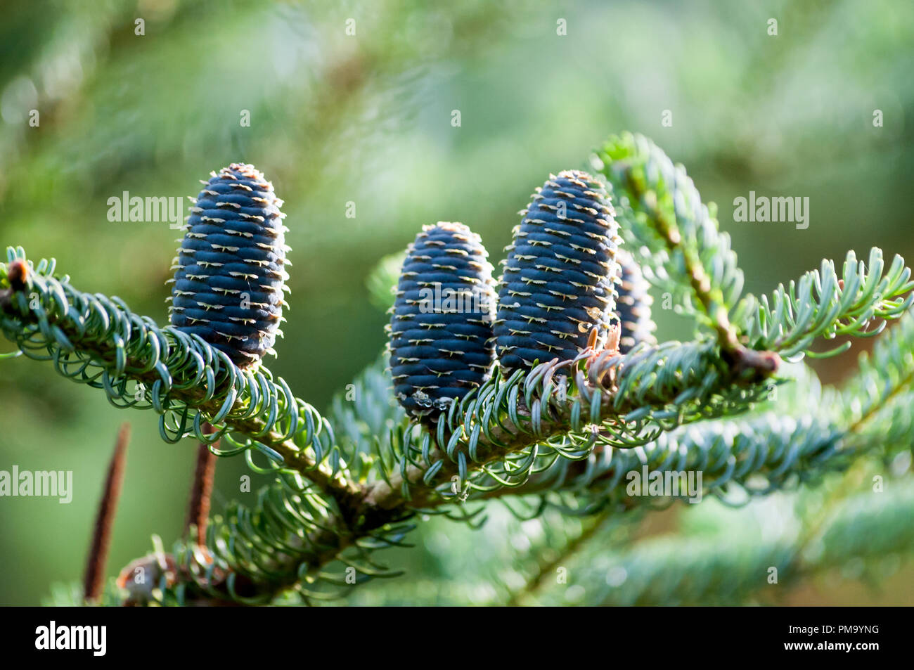 Conifer growth hi-res stock photography and images - Alamy