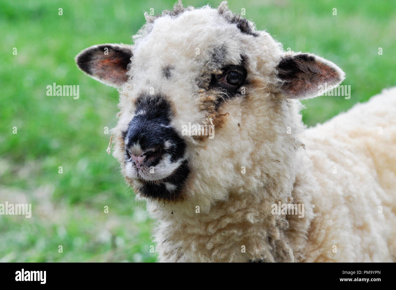 Close-up of sheep's head looking at camera while grazing on pasture Stock Photo - Alamy