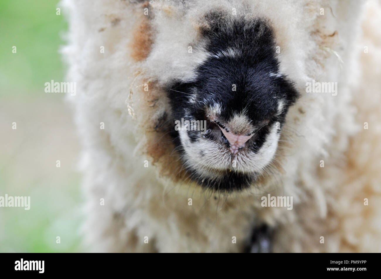 Fluffy sheeps hi-res stock photography and images - Alamy