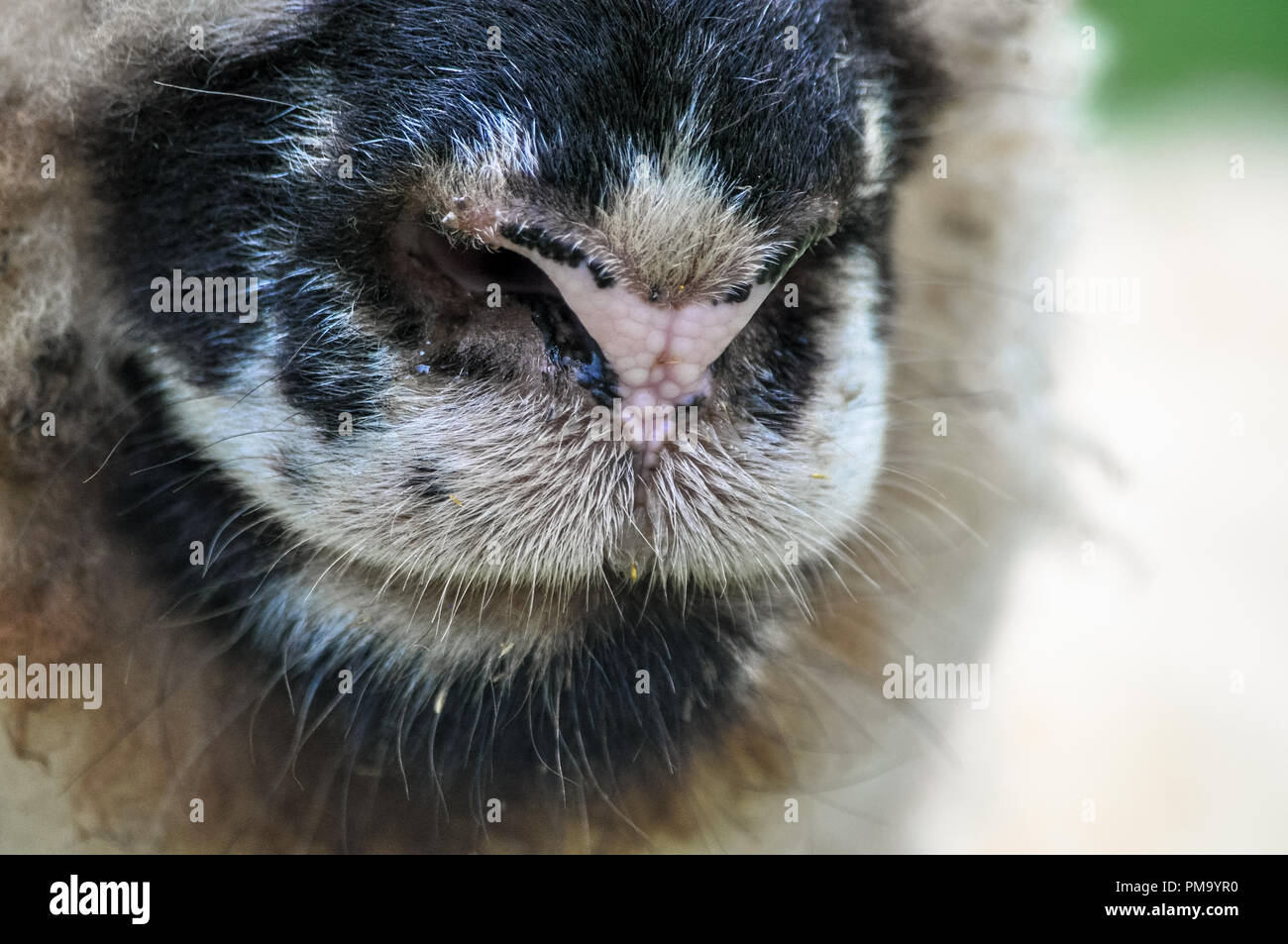 Sheeps nose hi-res stock photography and images - Alamy