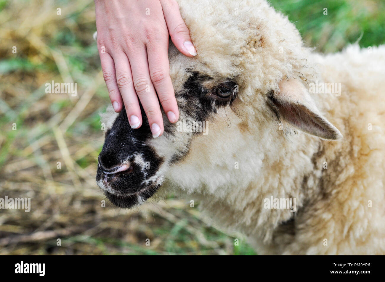 Humans hand hi-res stock photography and images - Alamy
