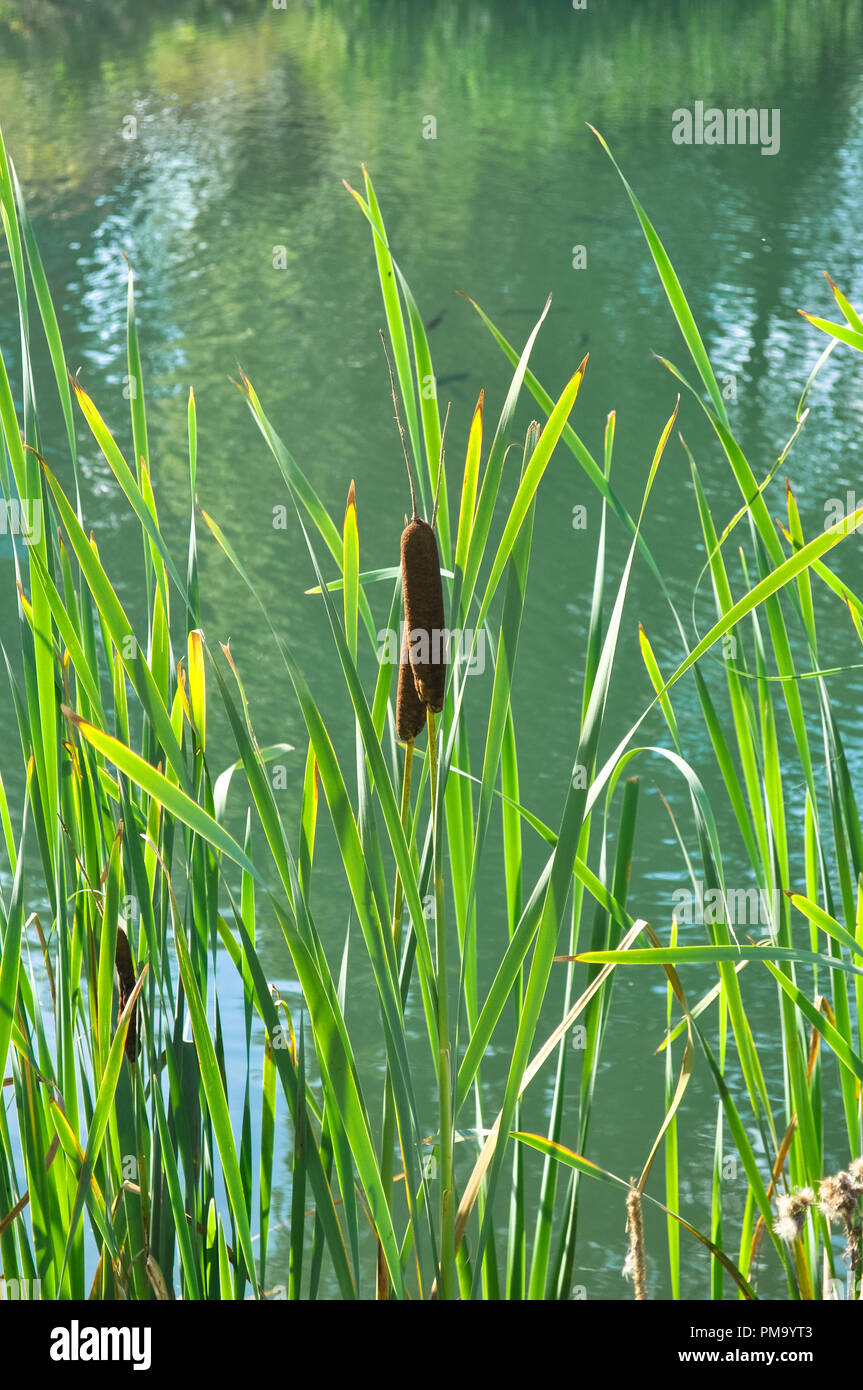 Lake plants hi-res stock photography and images - Alamy
