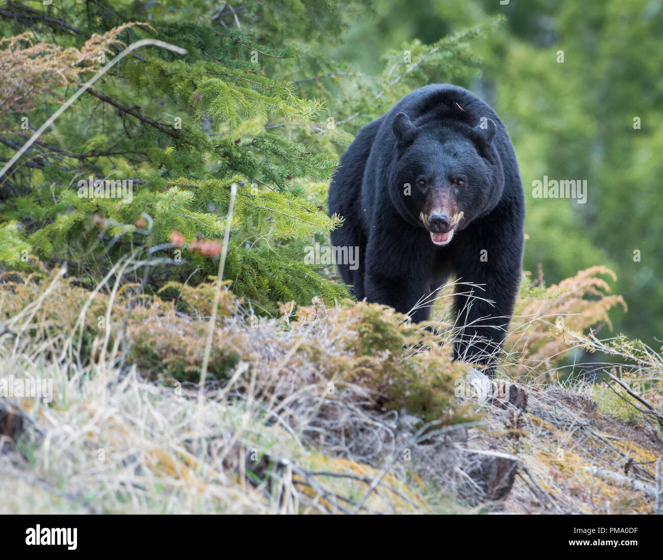 WIld black bear in the Rocky Mountains Stock Photo - Alamy