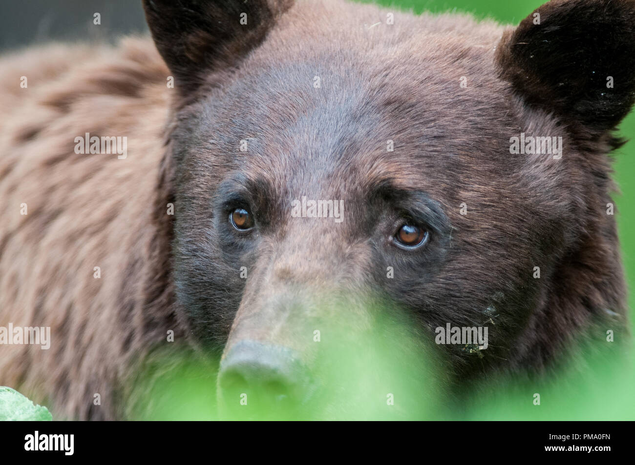 WIld black bear in the Rocky Mountains Stock Photo - Alamy