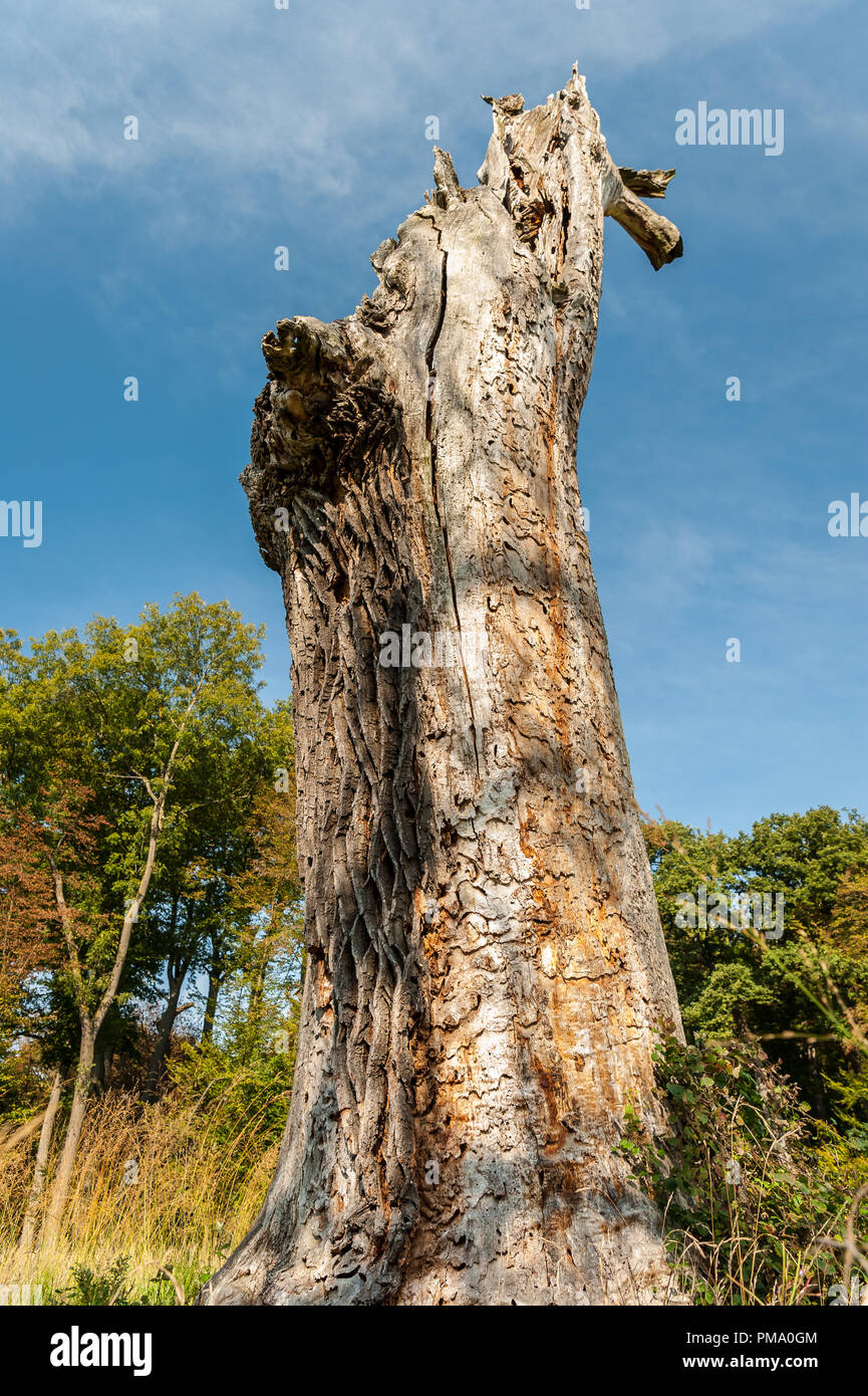 Big old dead oak tree in an oak forest hi-res stock photography and ...