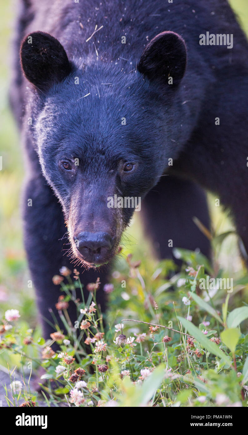 WIld black bear in the Rocky Mountains Stock Photo - Alamy