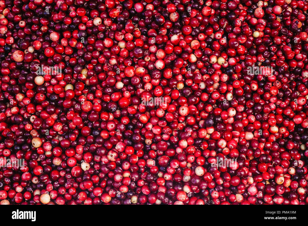 Cranberry. Cranberry background. Cranberries in water. Food background ...