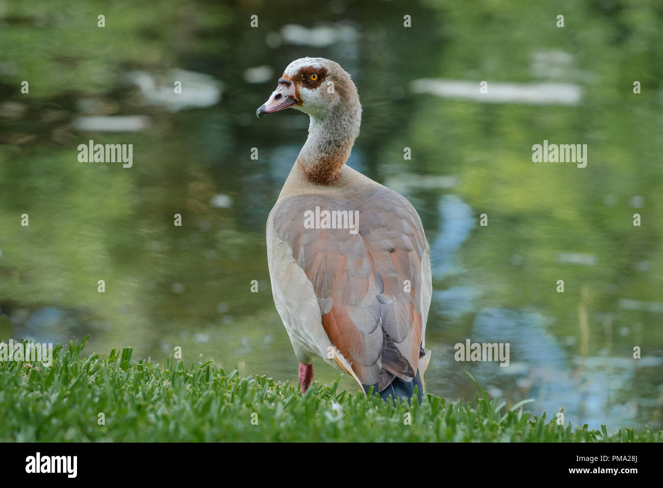 Egyptian goose goose hi-res stock photography and images - Alamy
