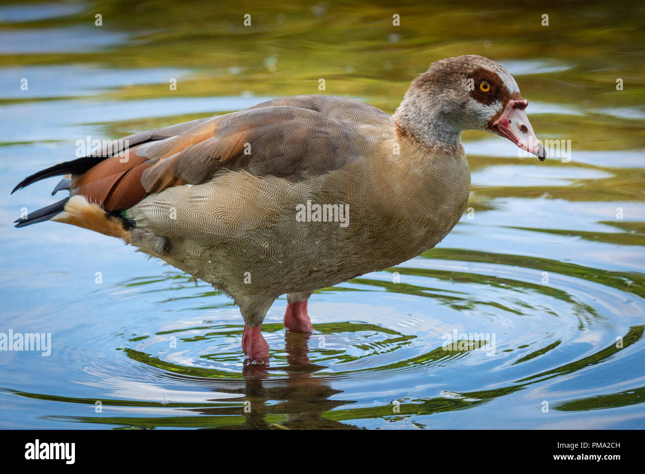 Florida egyptian goose hi-res stock photography and images - Alamy