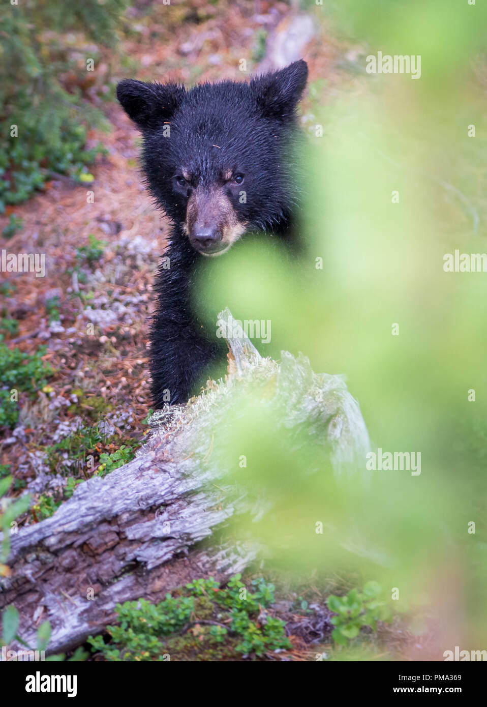 WIld black bear in the Rocky Mountains Stock Photo - Alamy
