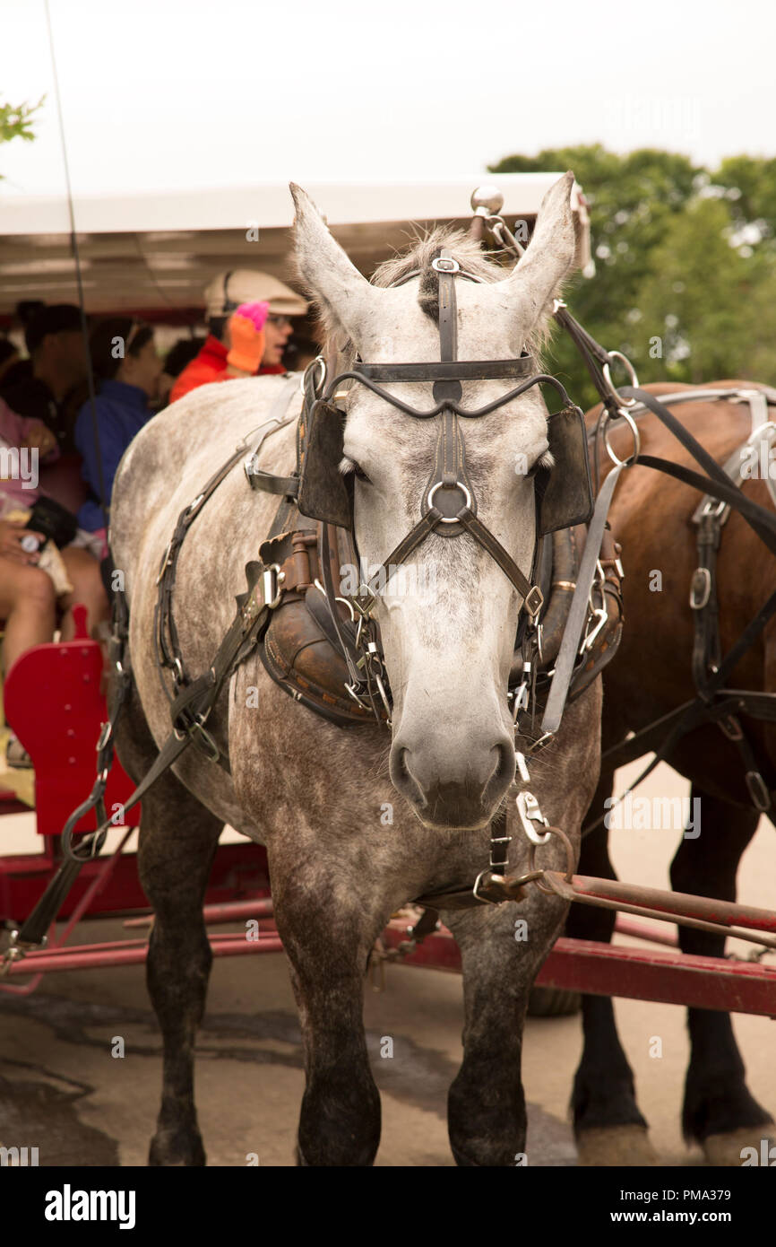 Close up view of a dray horse's face, with carriage in the background ...
