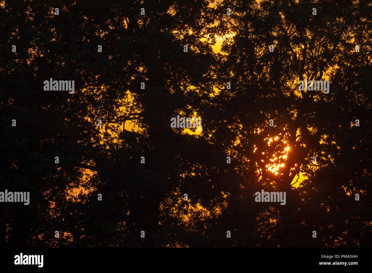 Sun setting through trees hi-res stock photography and images - Alamy