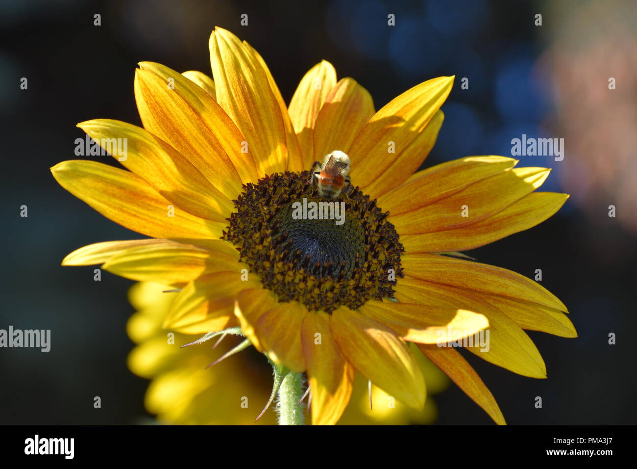 Pollinating honey bee on sunflower hi-res stock photography and images ...