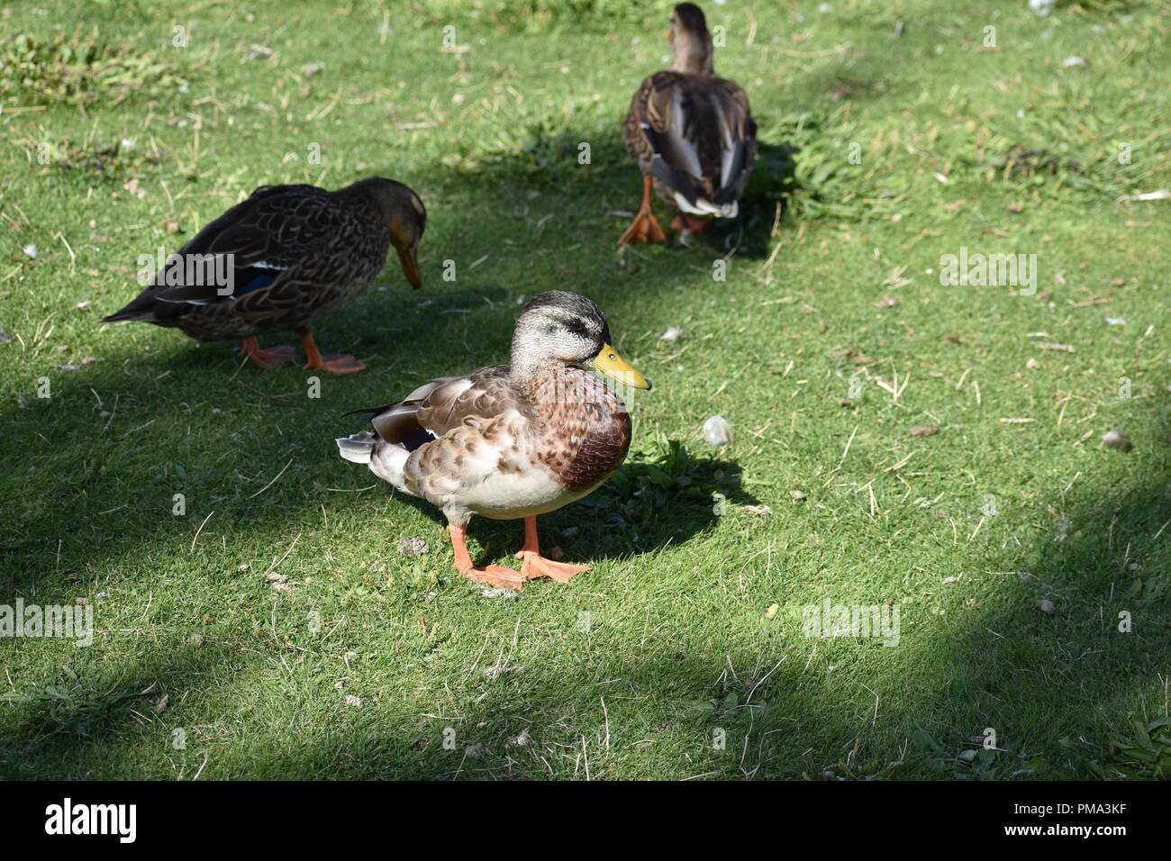 Grass ducks hi-res stock photography and images - Alamy