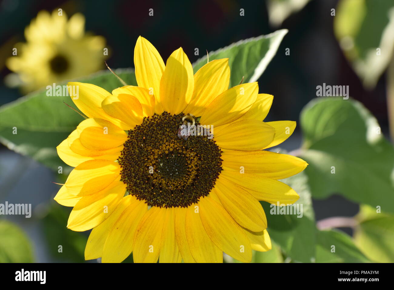 Pollinating honey bee on sunflower hi-res stock photography and images ...