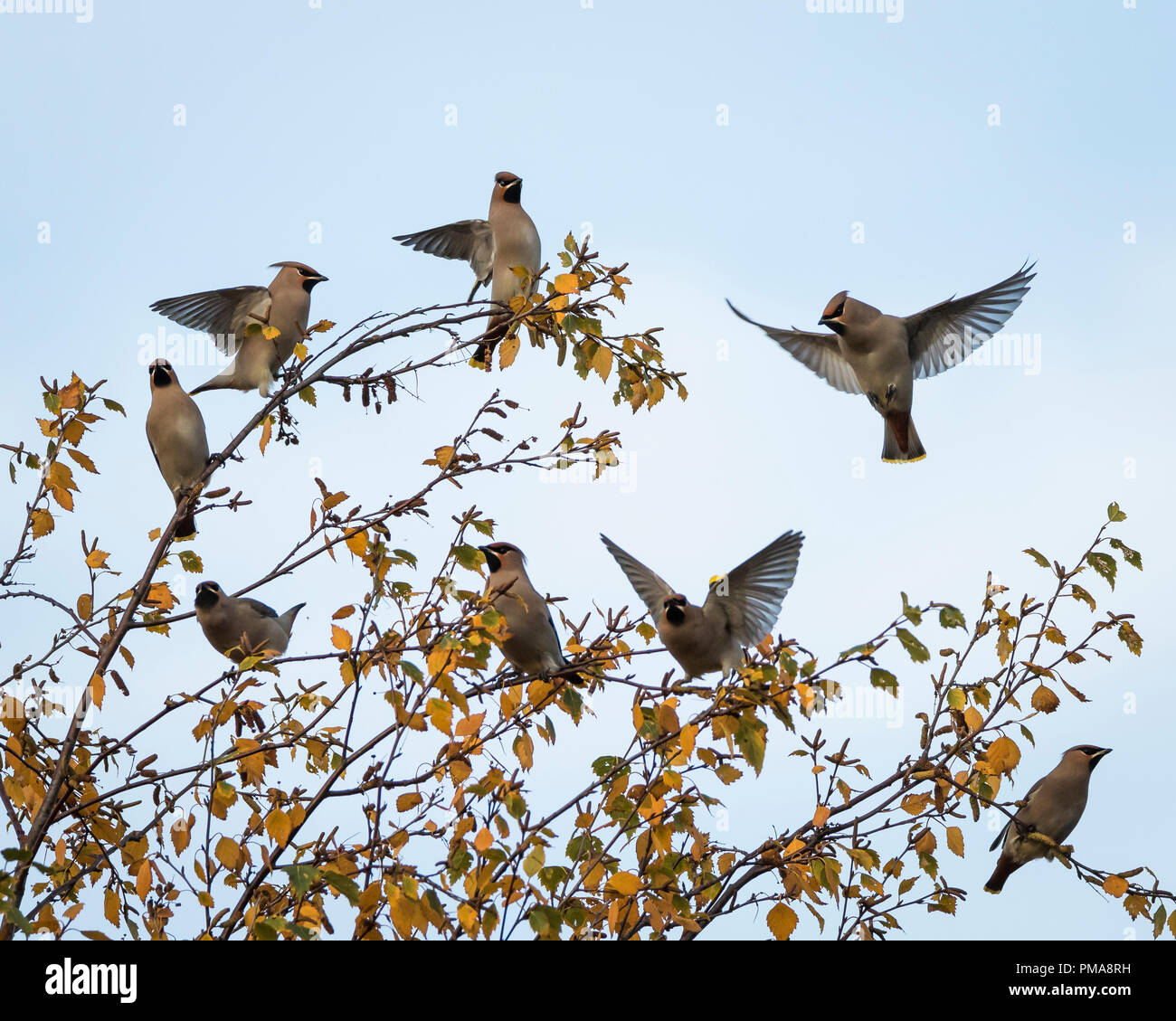 Flock of waxwings in flight an a winter birch tree, Perth Scotland ...