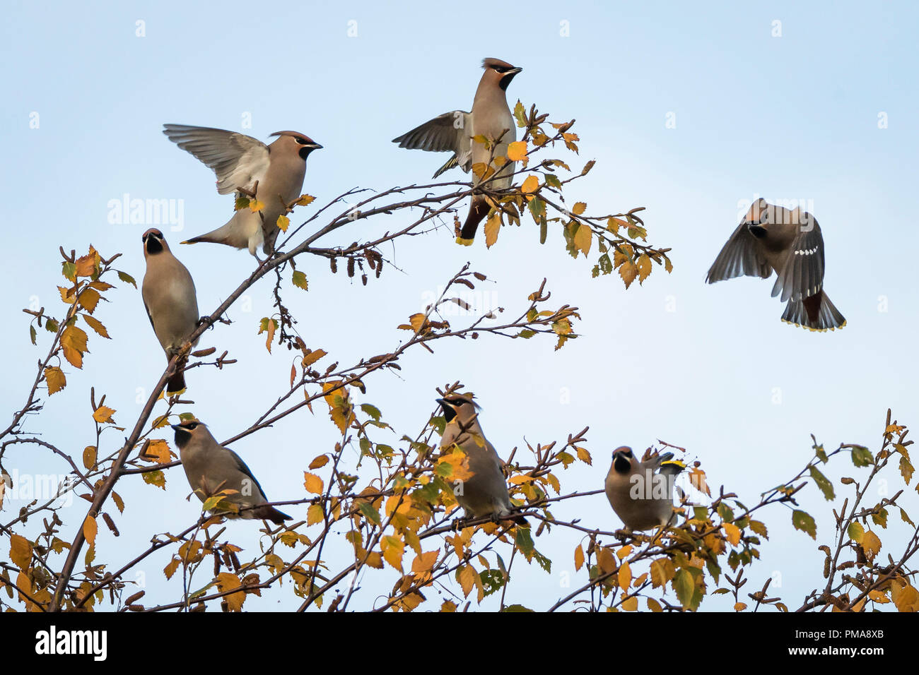 Waxwings flock uk hi-res stock photography and images - Alamy
