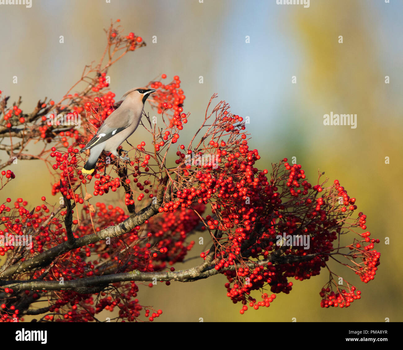 Rowan tree winter scotland hi-res stock photography and images - Alamy