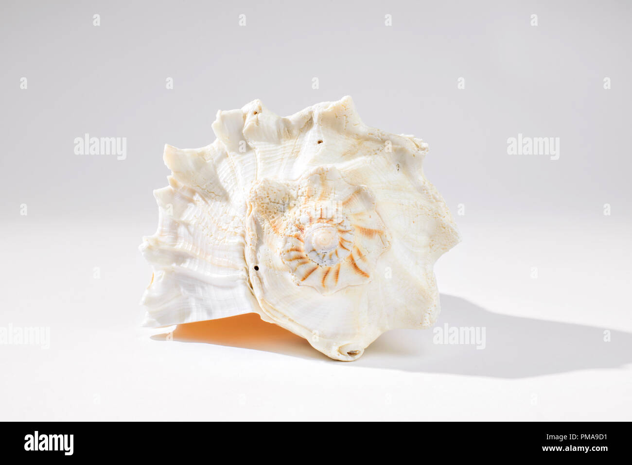 Gray backdrop hi-res stock photography and images - Alamy