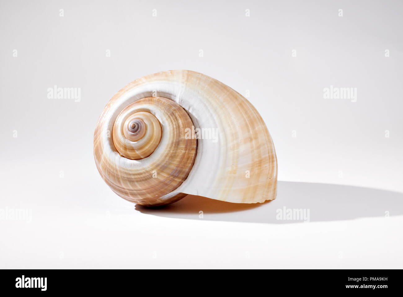 Melon conch hi-res stock photography and images - Alamy