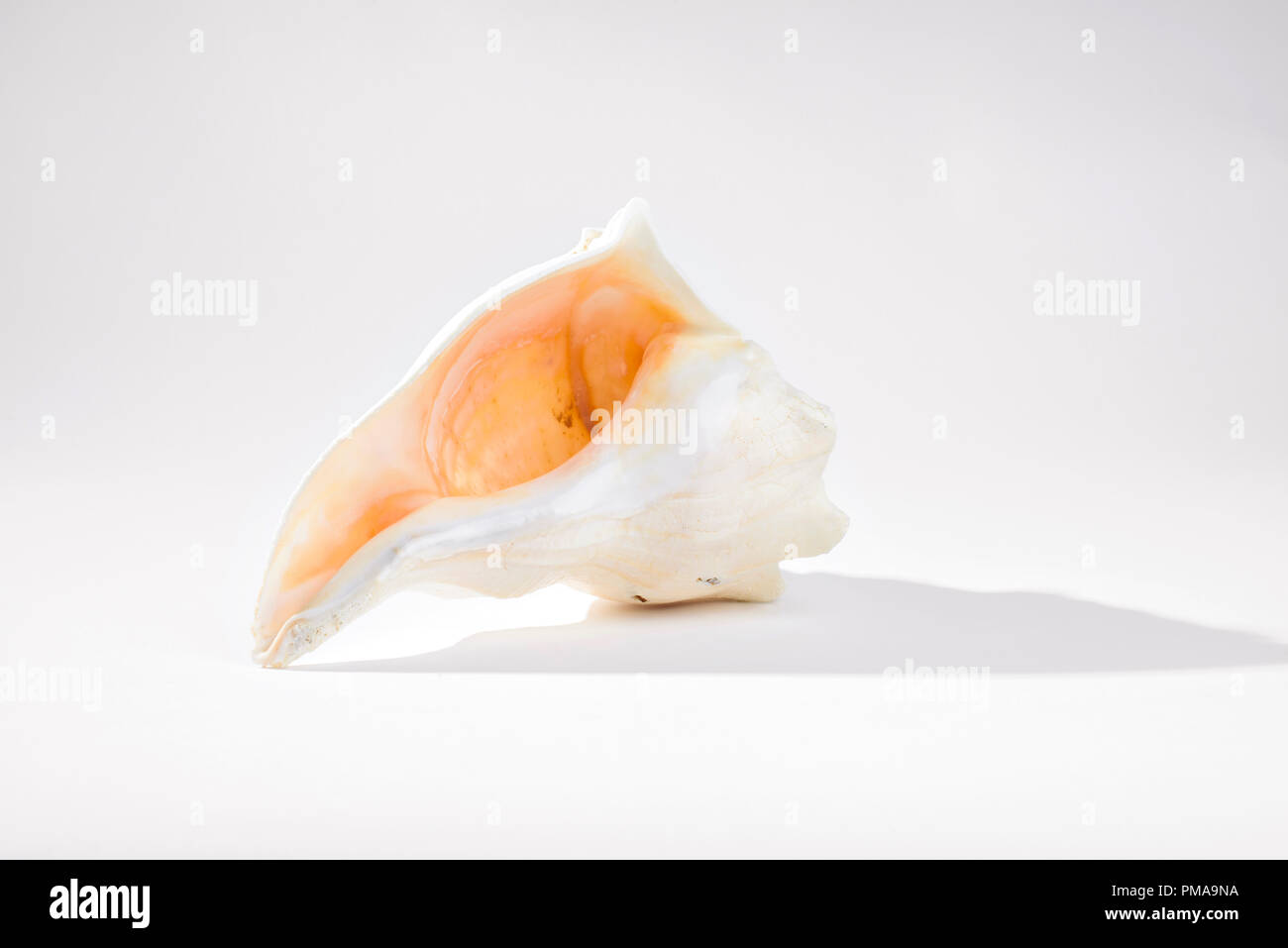 Scallop shell beach open hi-res stock photography and images - Alamy