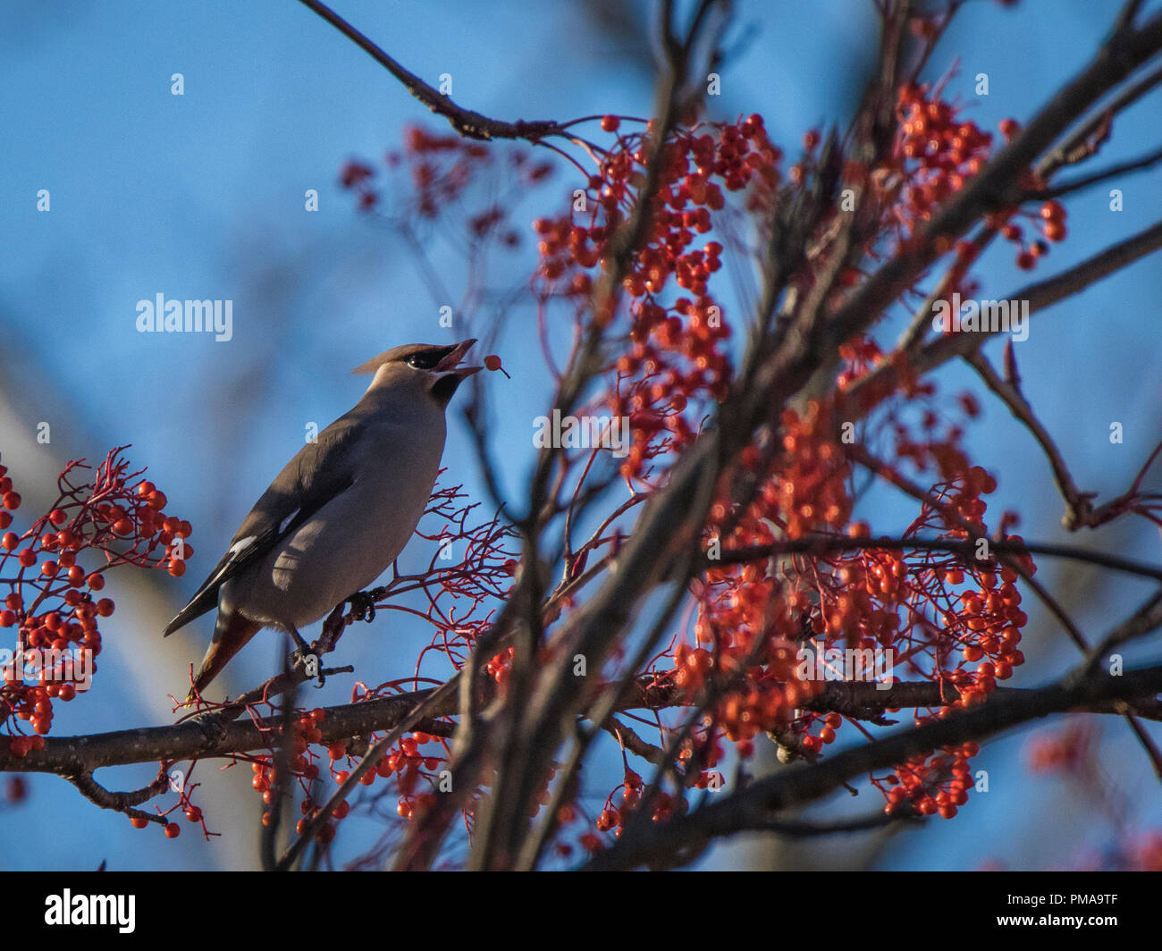 Migrating siberian birds hi-res stock photography and images - Alamy