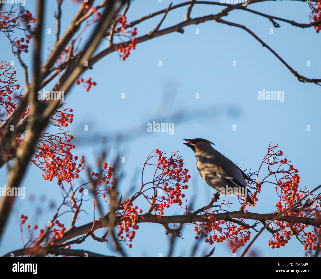 Rowan tree winter scotland hi-res stock photography and images - Alamy