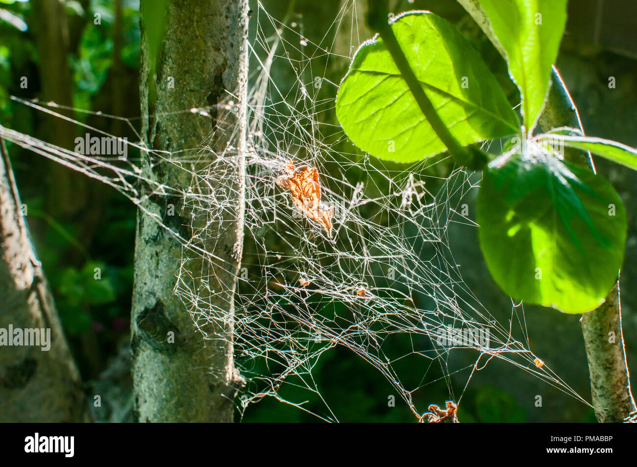 Spider silk web closeup on plants background Stock Photo - Alamy
